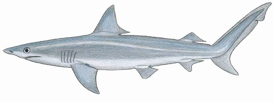 Carcharhinus isodon, (Müller & Henle, 1839) - Requin à petits dents ...