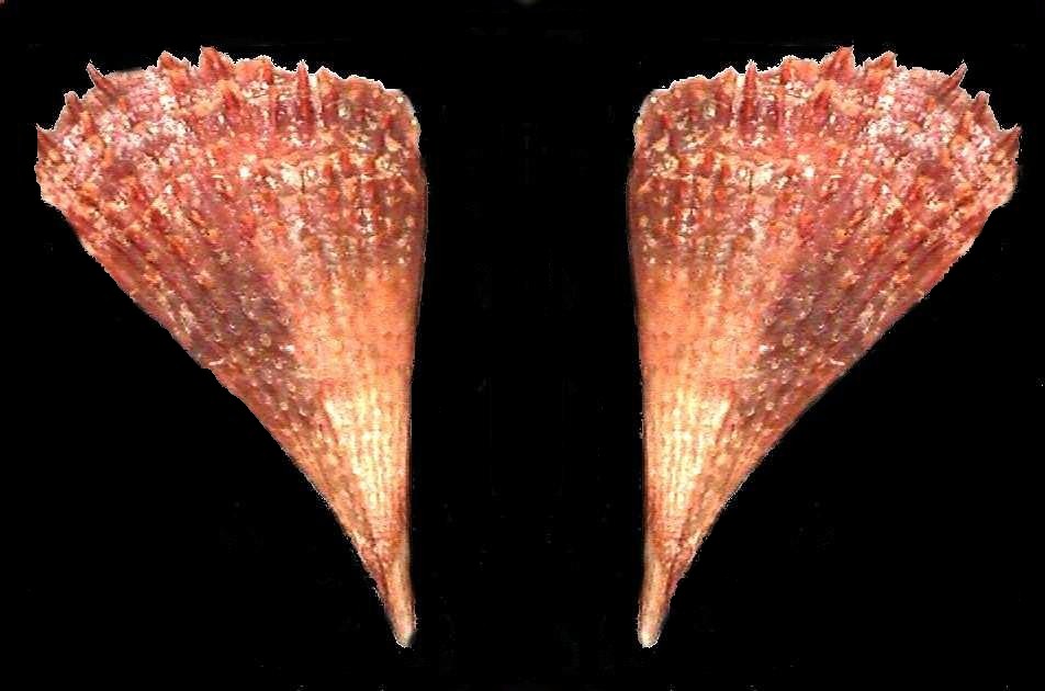 Pinna carnea, Gmelin, 1791 | Sandre