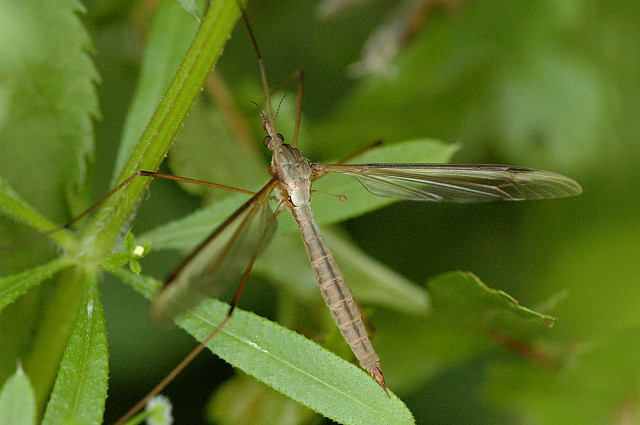 Tipula oleracea, Linnaeus, 1758 - Tipule à bords des ailes bruns | Sandre